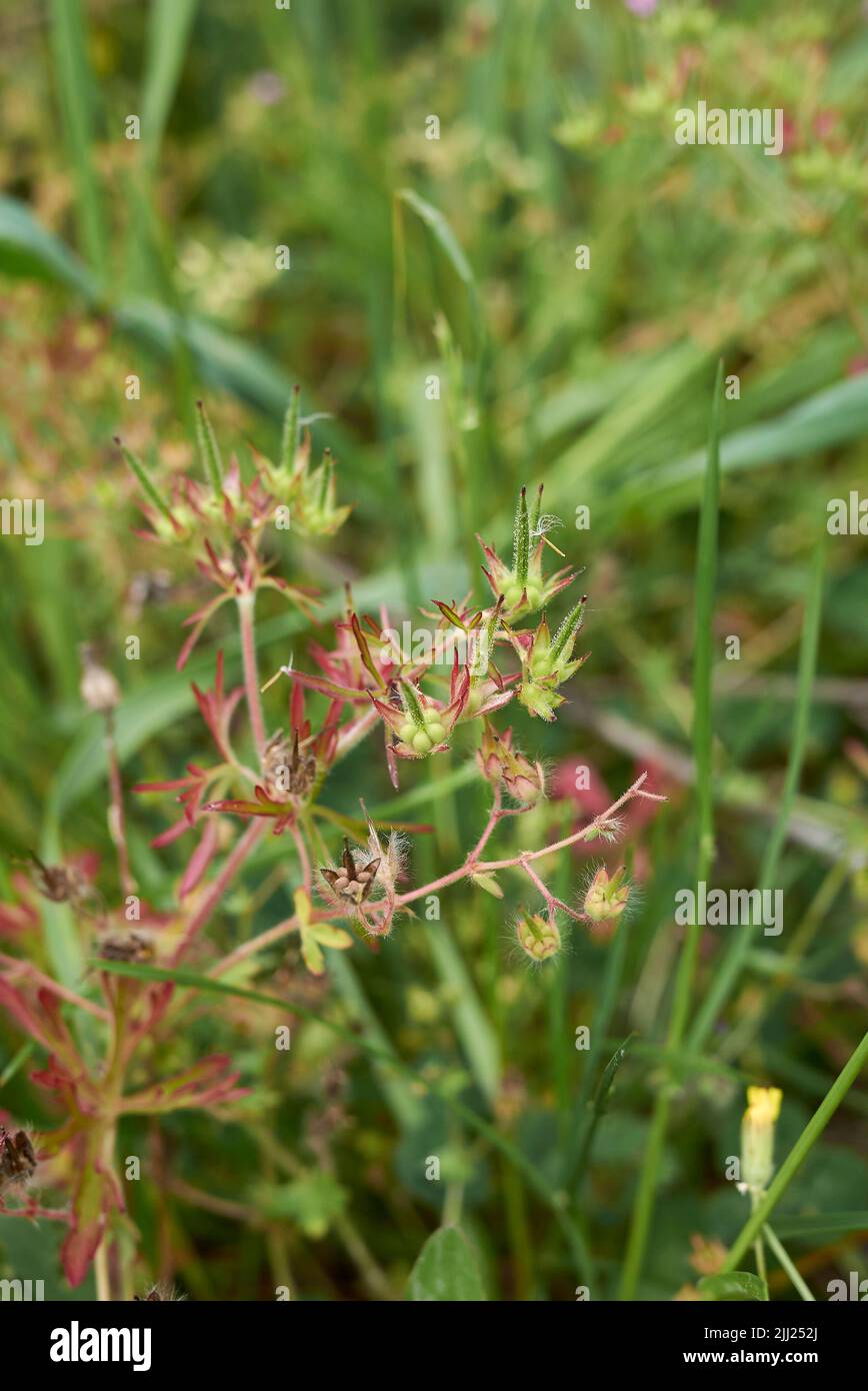 Geranium dissectum close up with fresh fruit Stock Photo - Alamy