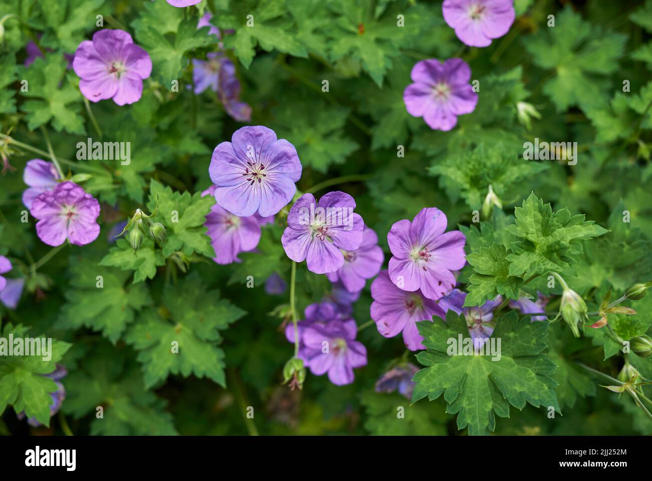 Geranium himalayense in bloom Stock Photo - Alamy