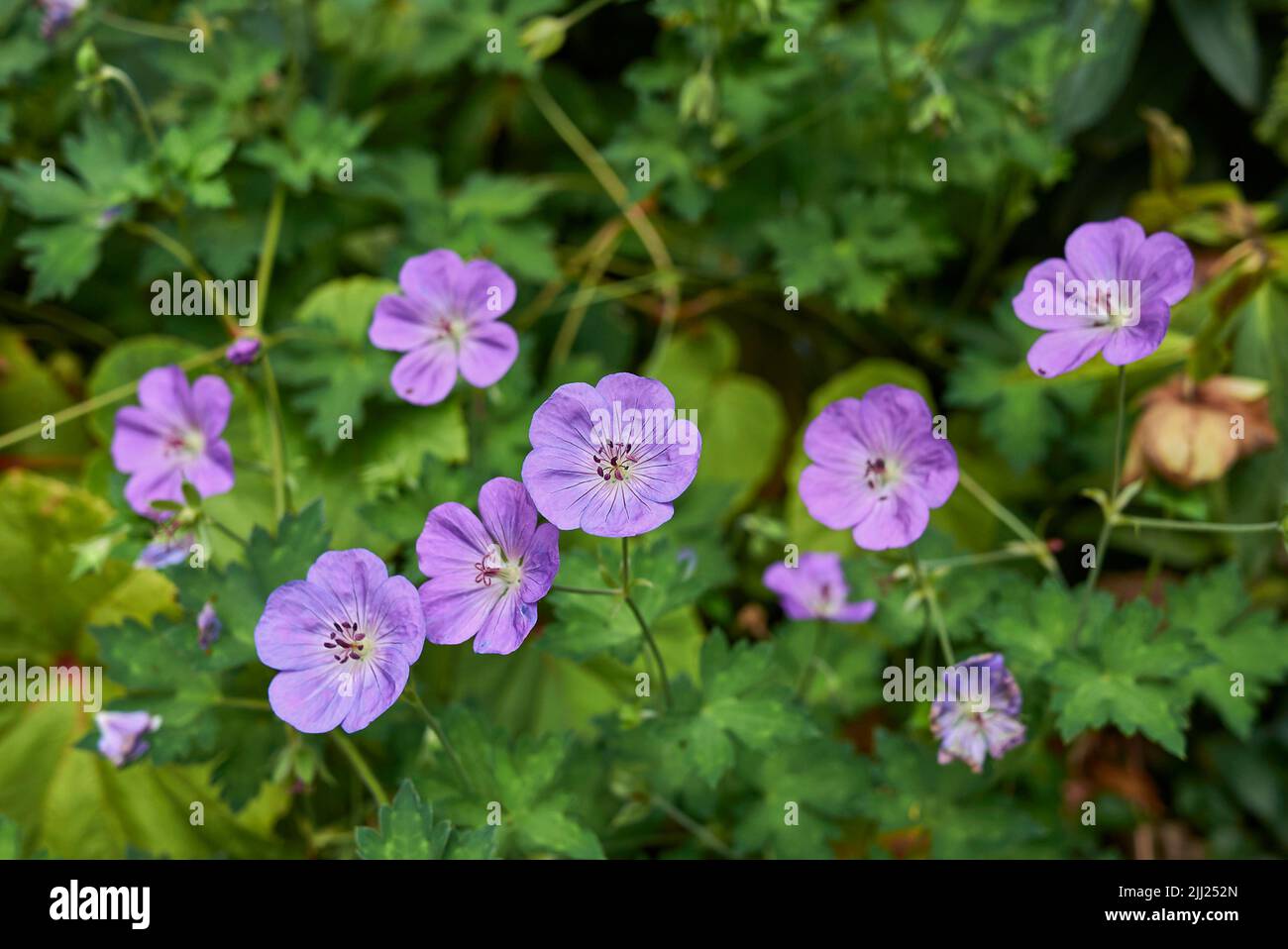 Geranium himalayense botanical hi-res stock photography and images - Alamy
