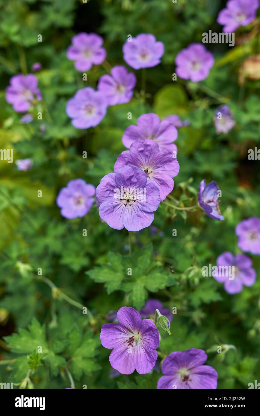 Himalayan geranium hi-res stock photography and images - Alamy
