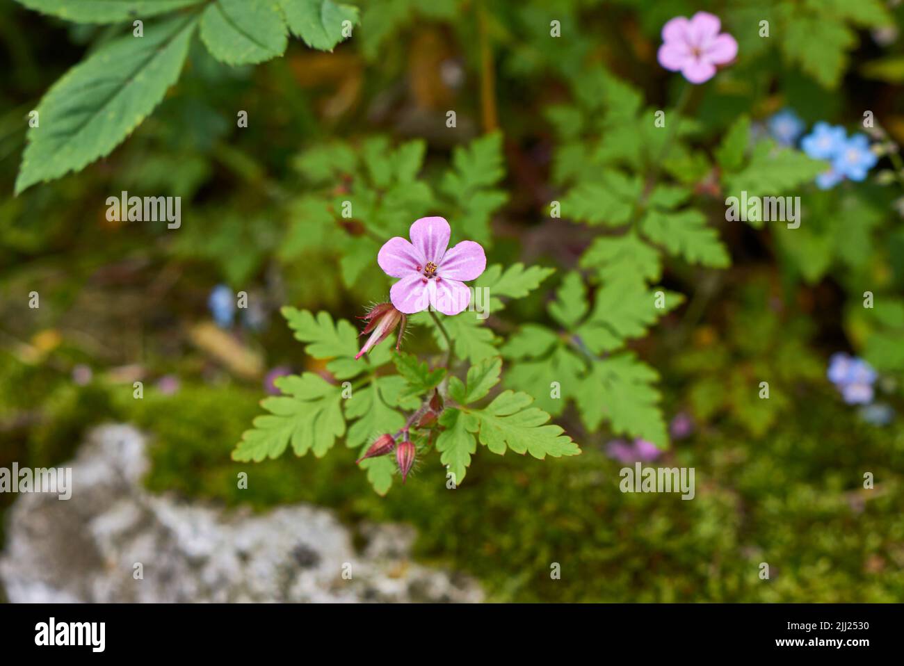 Geranium robertianum in bloom Stock Photo - Alamy