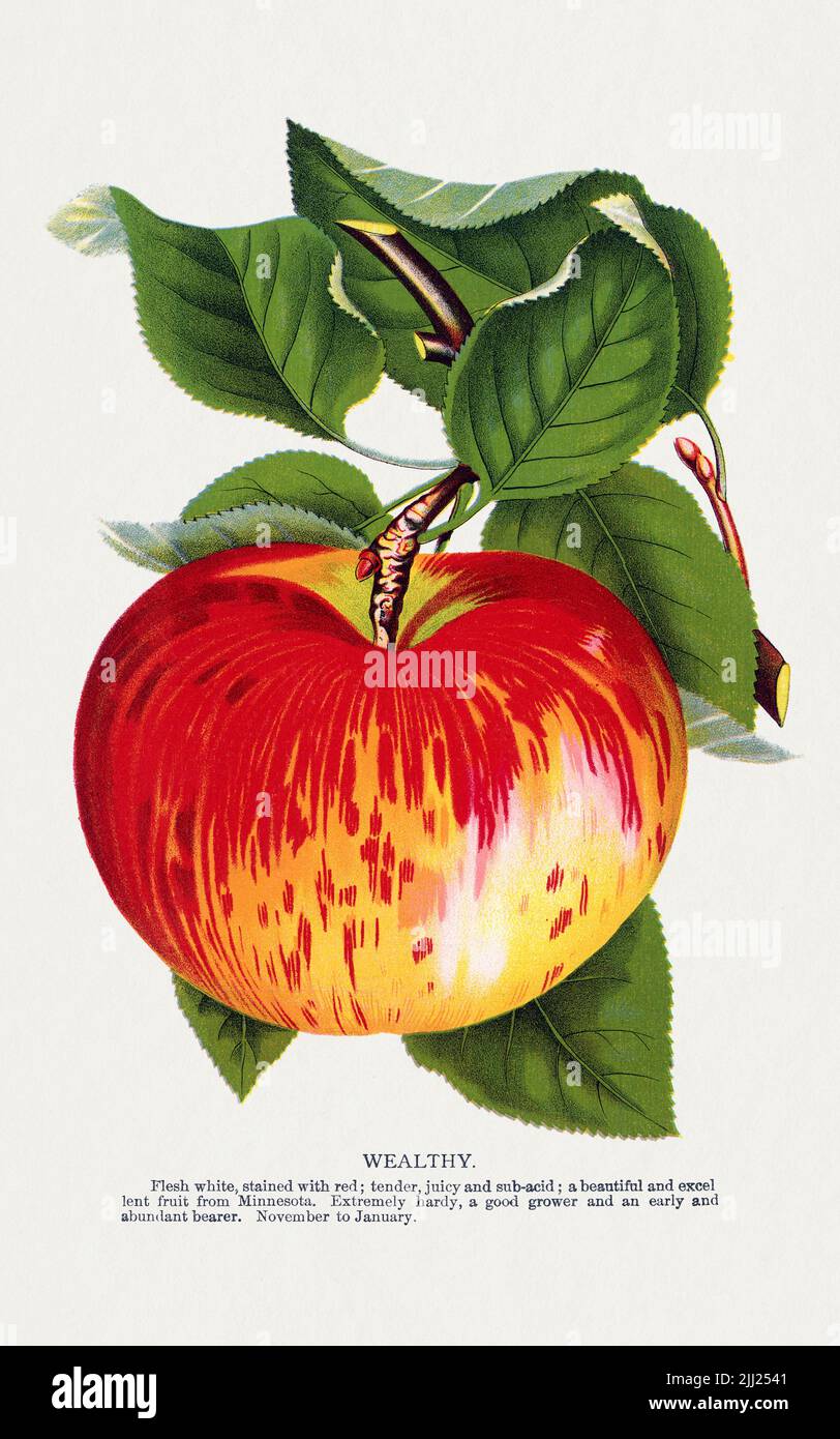 Lithograph botanical hi-res stock photography and images - Alamy