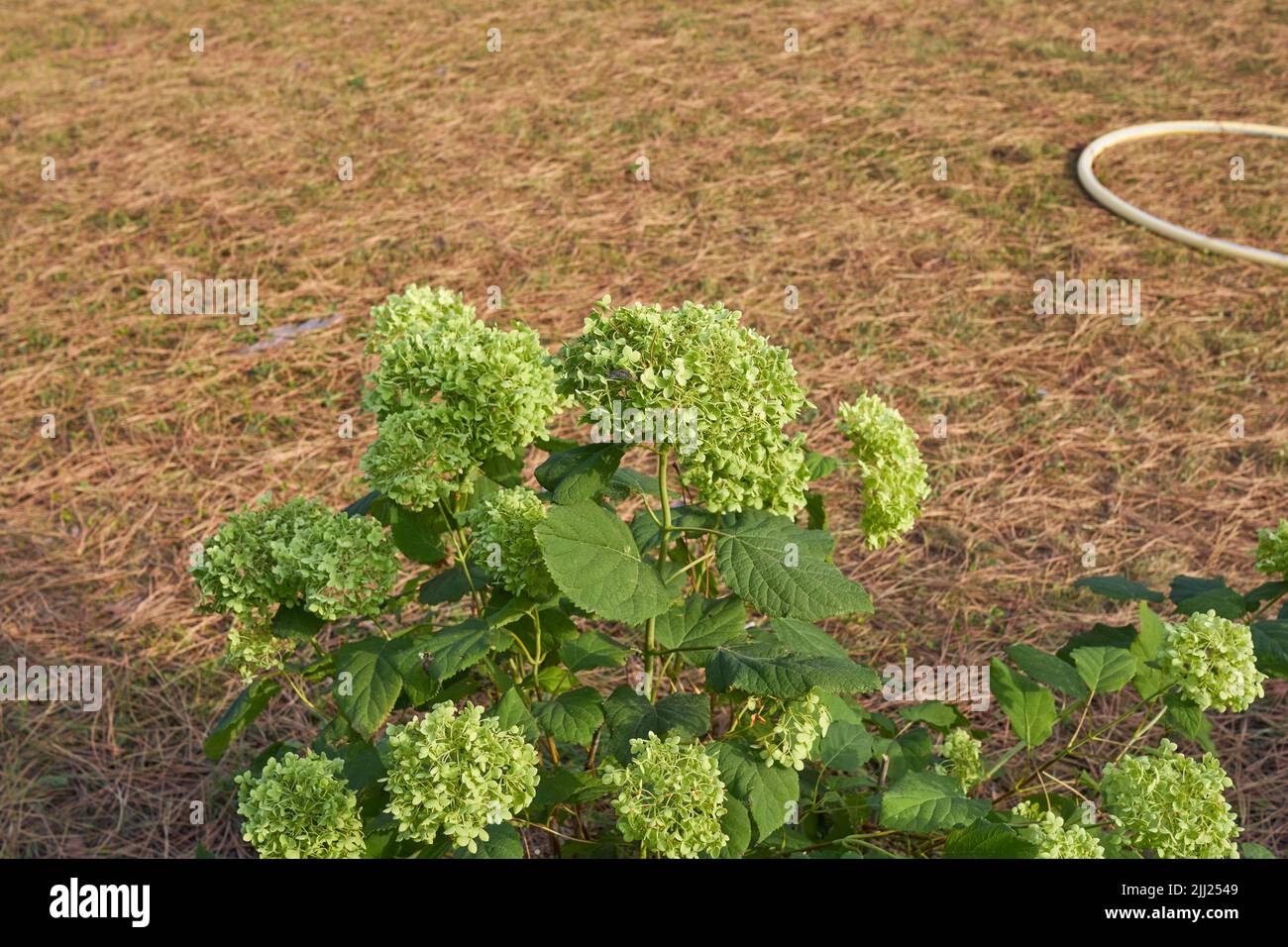 Hydrangea arborescens shrub in bloom Stock Photo - Alamy