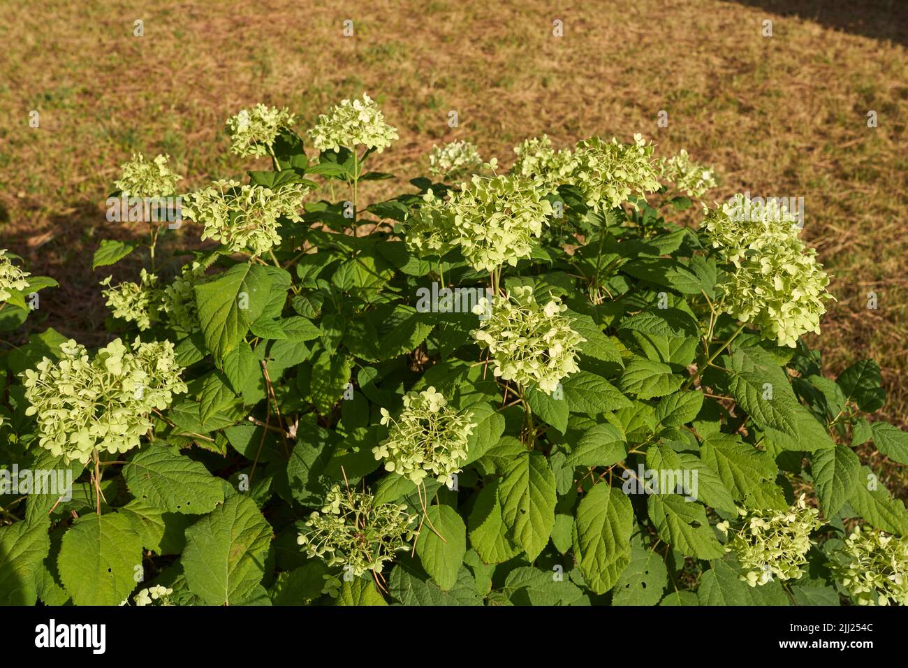 Hydrangea arborescens shrub in bloom Stock Photo - Alamy