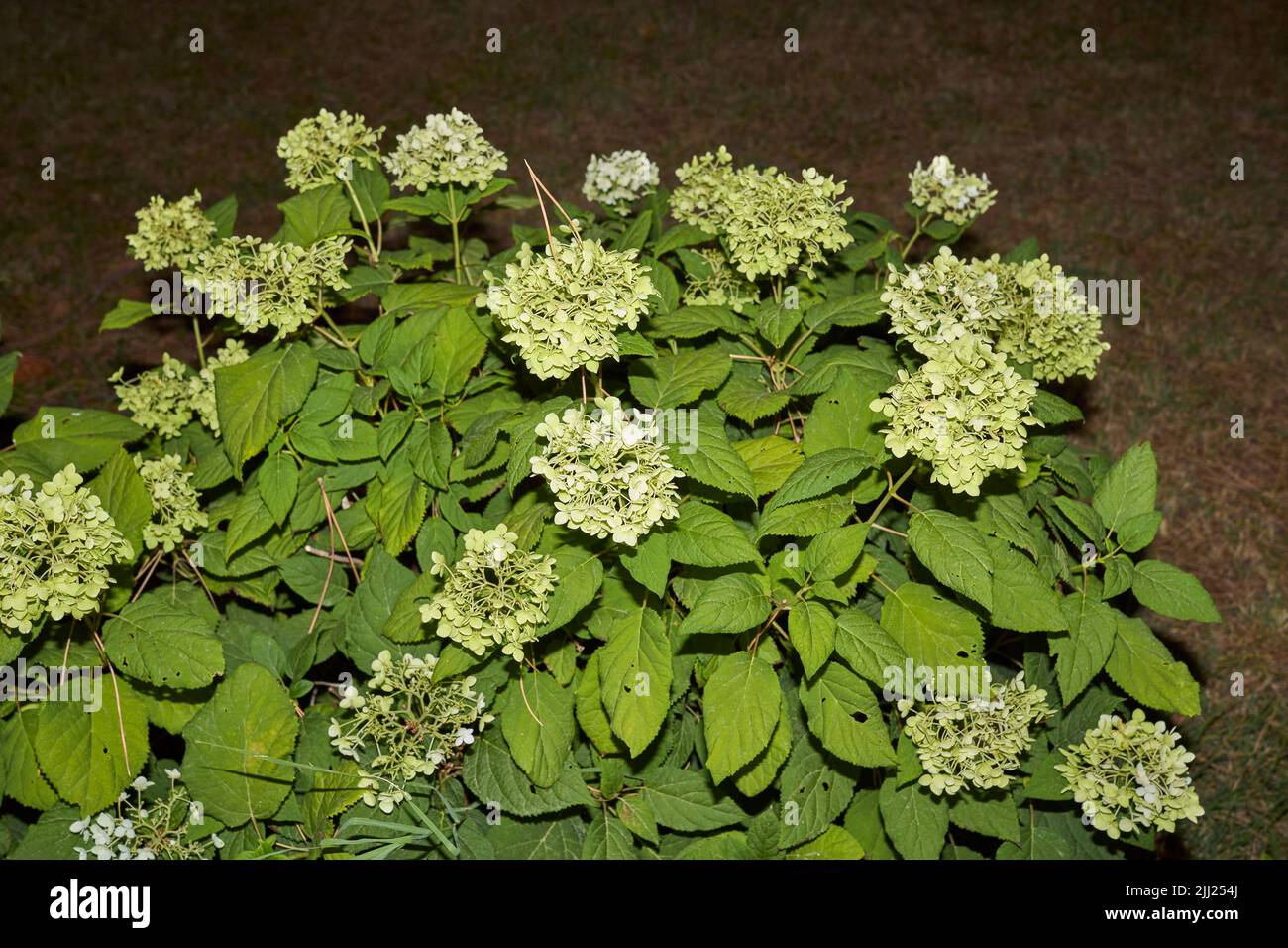 Hydrangea arborescens shrub in bloom Stock Photo - Alamy