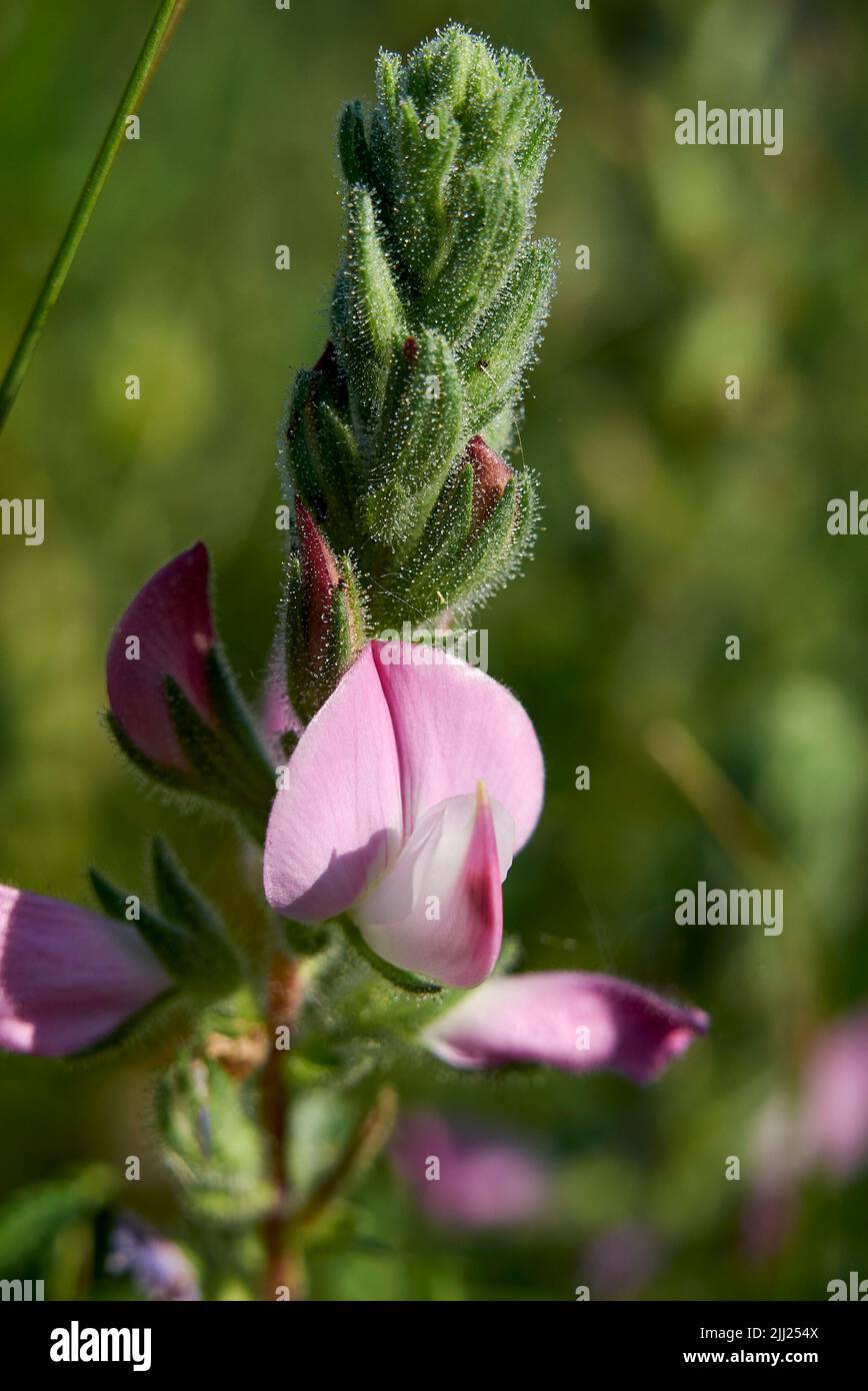 Rest bloom hi-res stock photography and images - Alamy