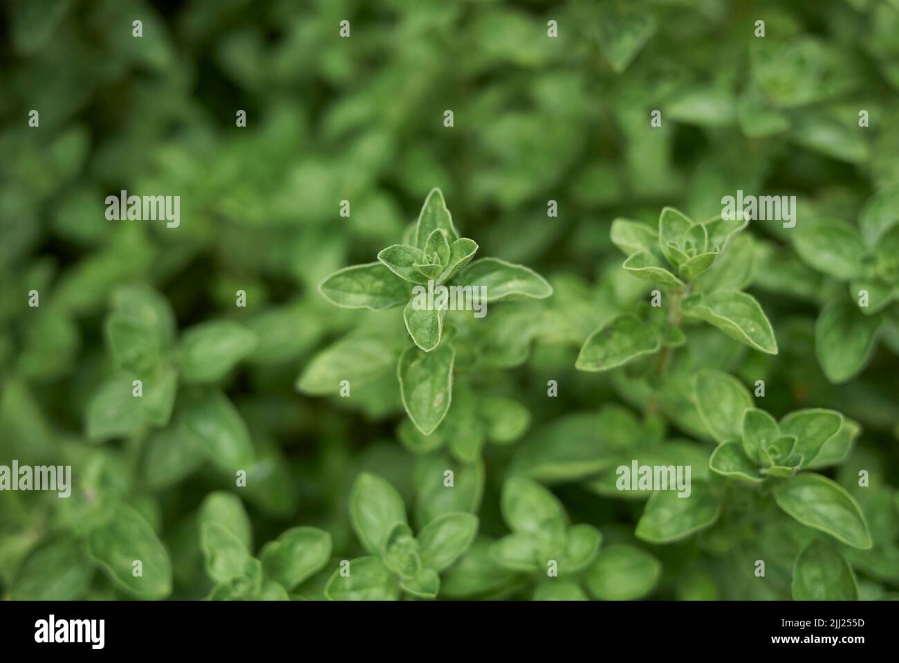 Origanum vulgare fresh leaves Stock Photo - Alamy