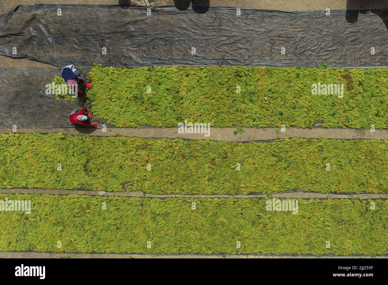 Drying sweet wine grapes under hot sun, raisins industry Stock Photo ...