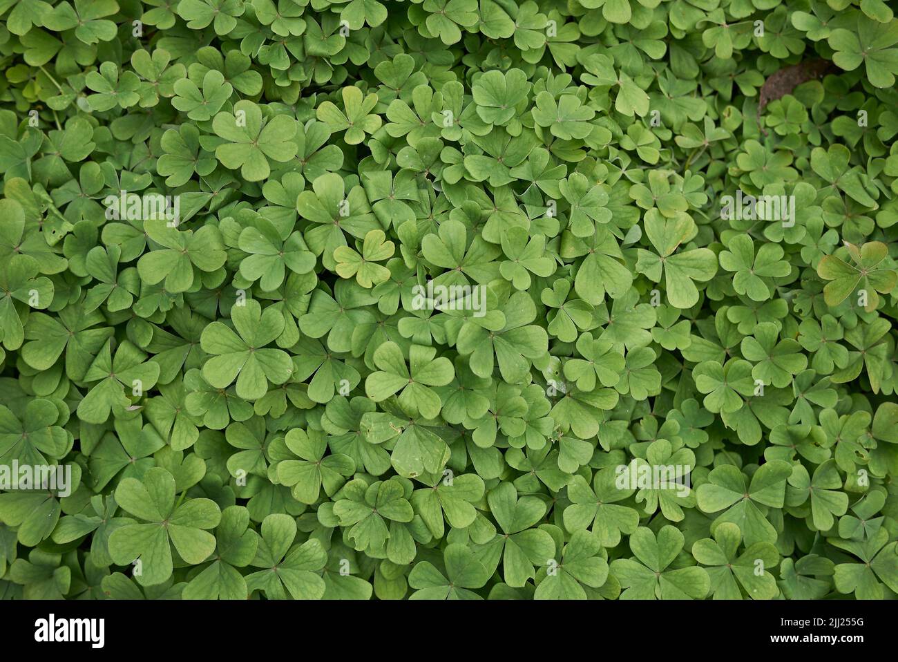 Oxalis articulata flower and leaves Stock Photo - Alamy