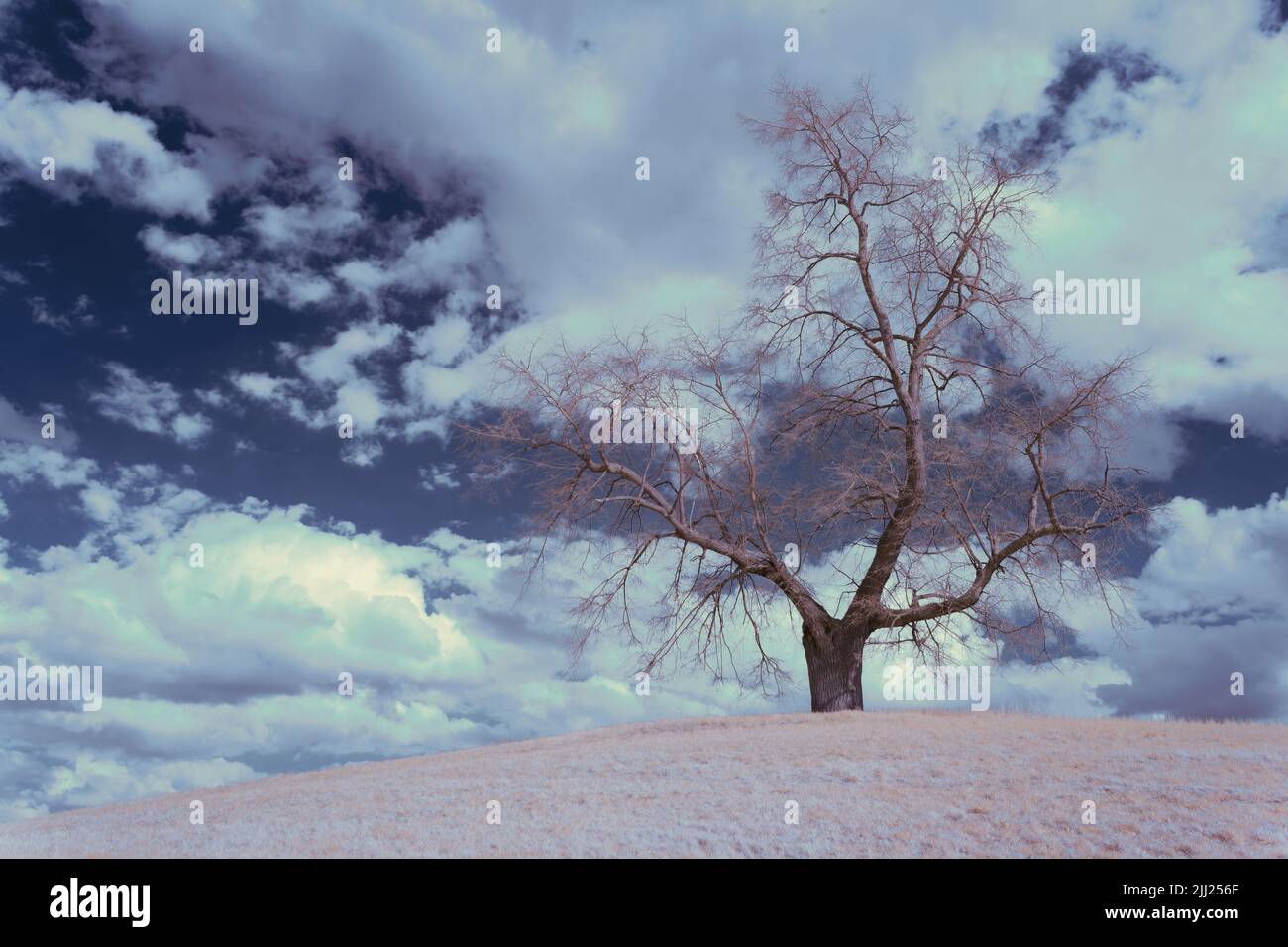 The view of a dried lone tree against the cloudy sky background Stock ...