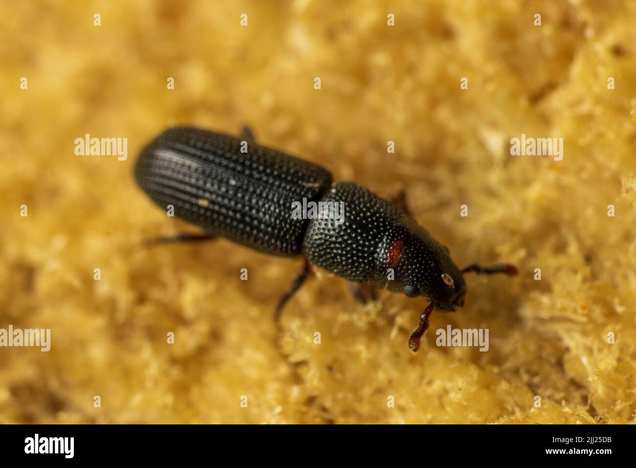 Macro shot of black pine bark beetle- Hylastes ater is species of ...