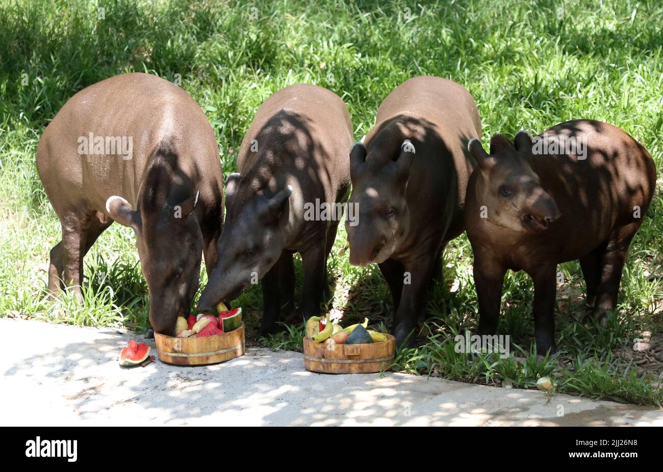 Guangzhou, China's Guangdong Province. 22nd July, 2022. Brazilian ...