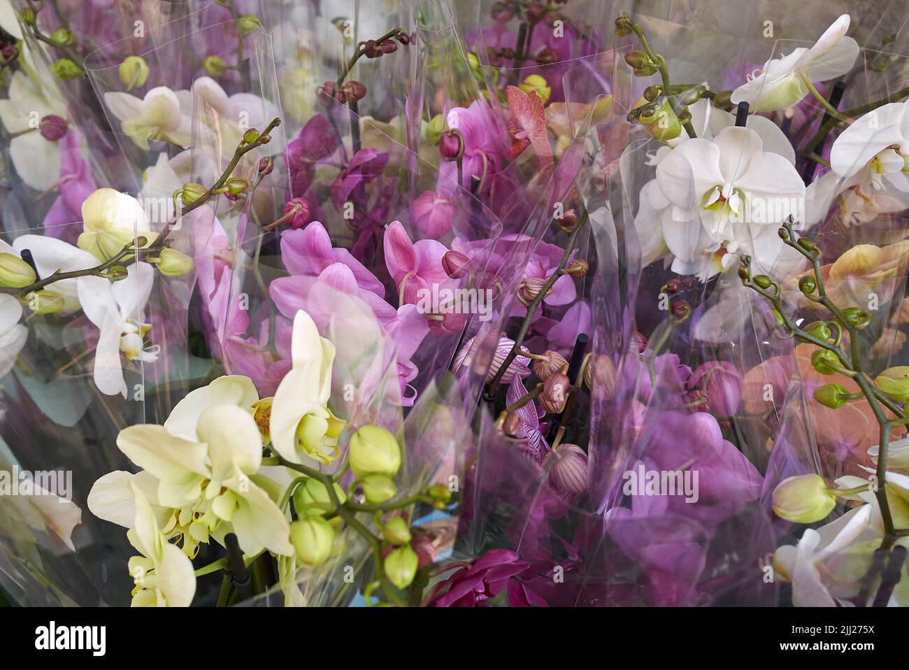 Phalaenopsis orchids in a flower market Stock Photo - Alamy