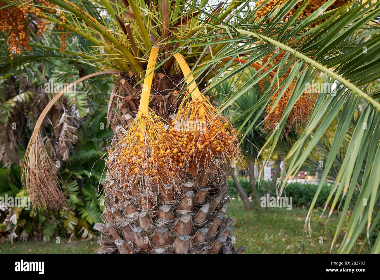 Phoenix canariensis palms Stock Photo - Alamy