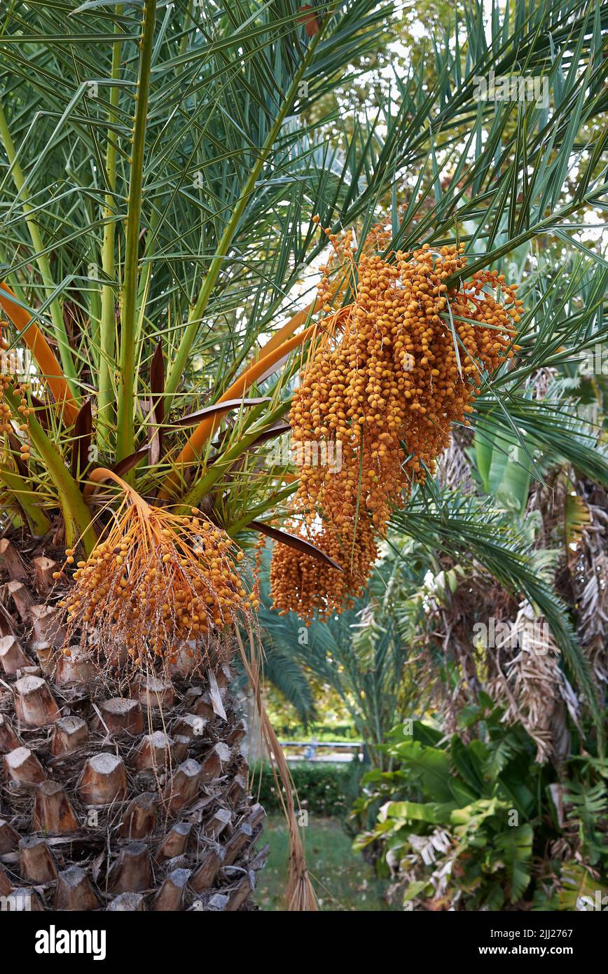Phoenix canariensis palms Stock Photo - Alamy