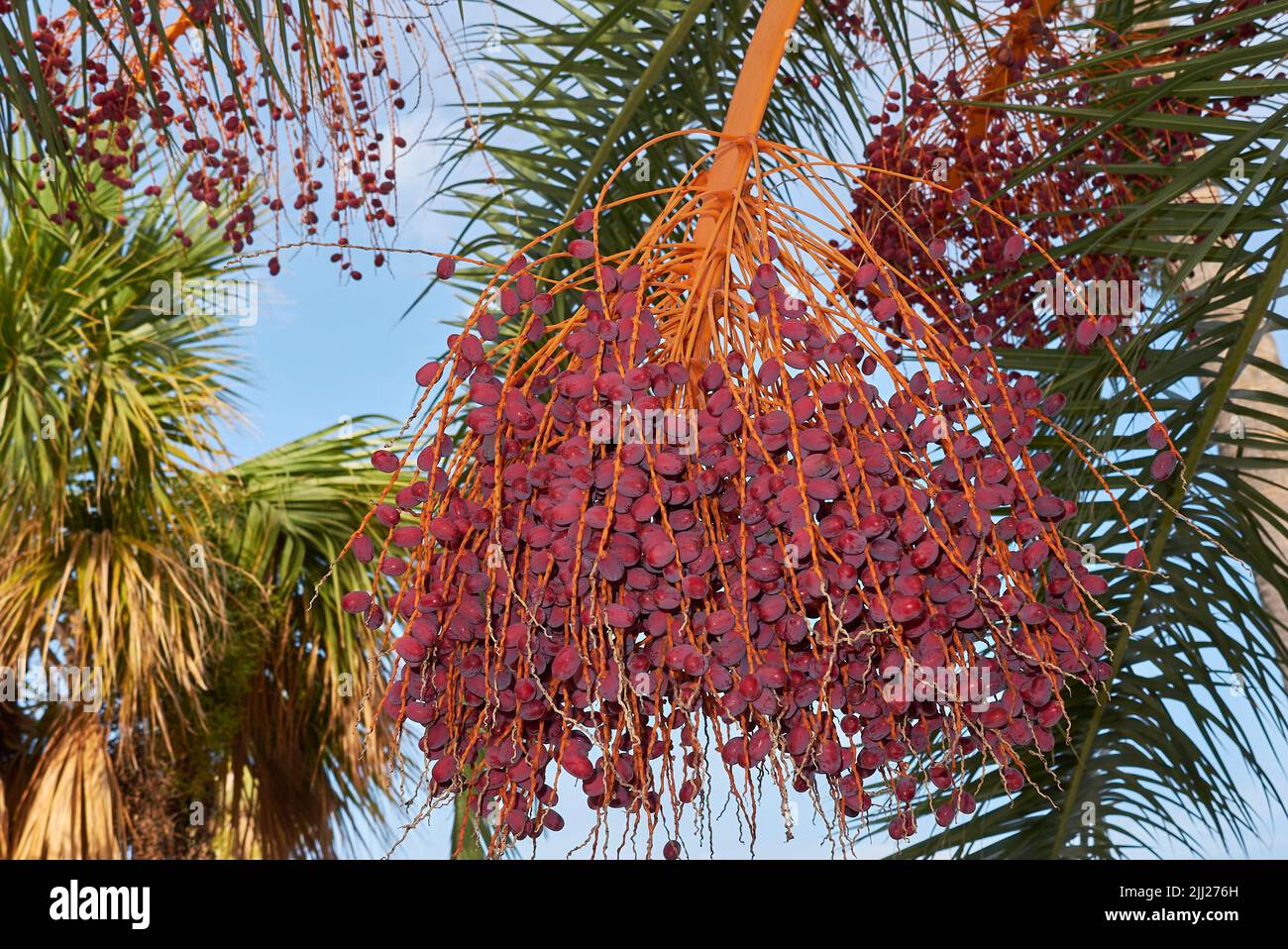Phoenix canariensis palms Stock Photo - Alamy