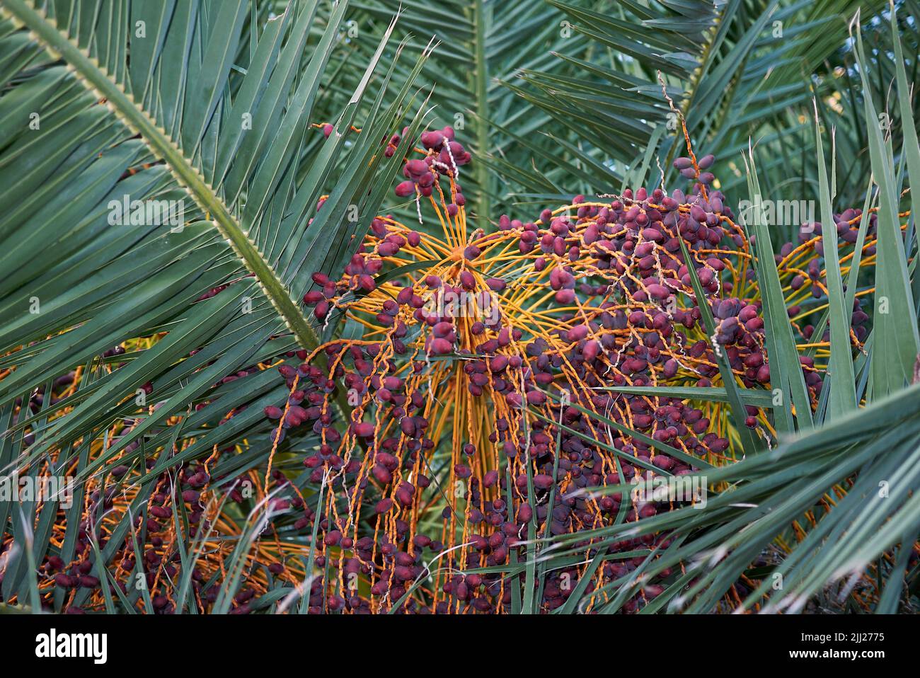 Phoenix canariensis palms Stock Photo - Alamy