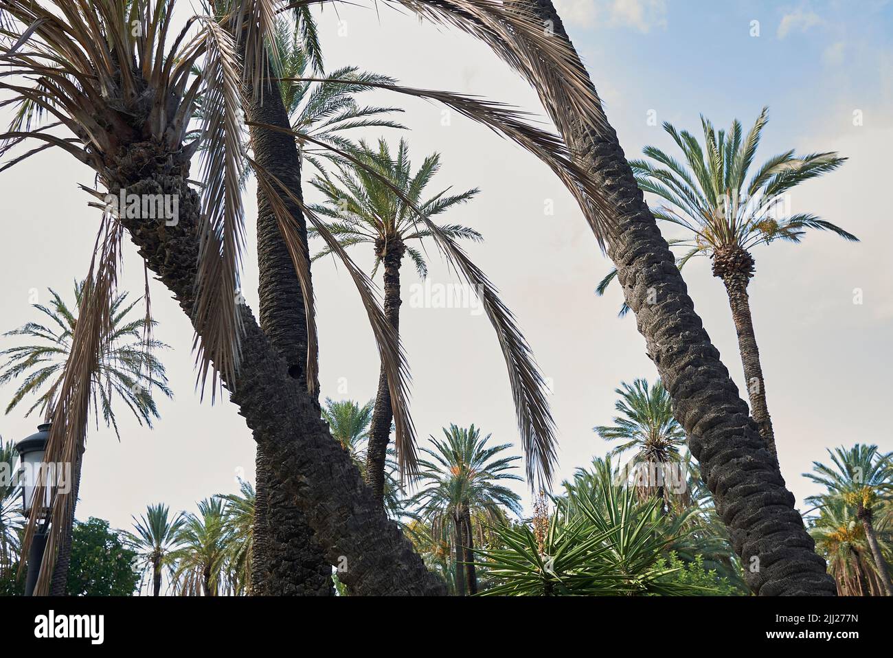Phoenix dactyfera palms Stock Photo - Alamy