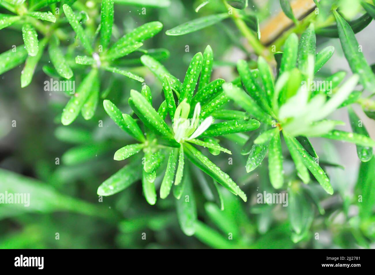 Podocarpus polystachyus hi-res stock photography and images - Alamy