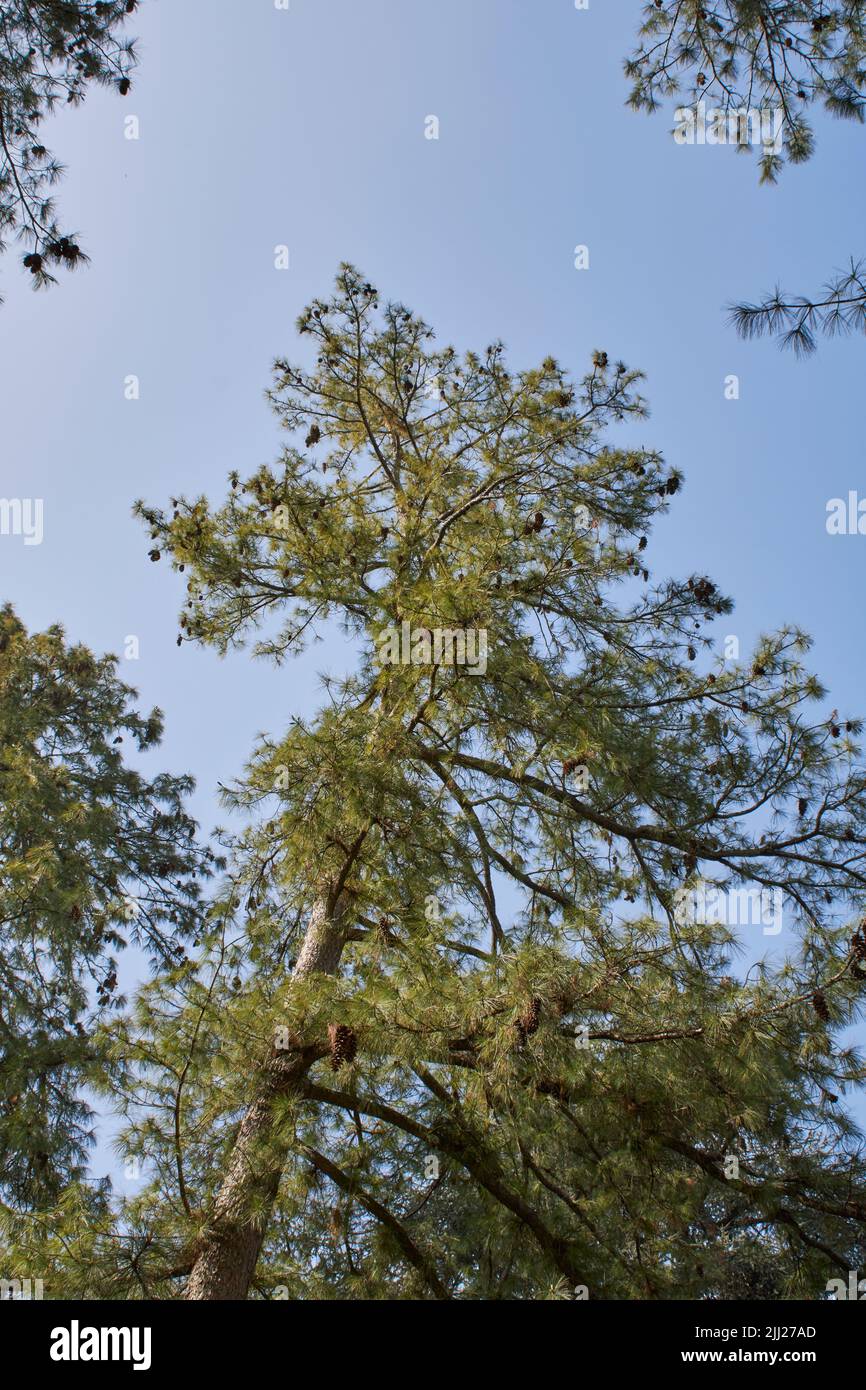 Pinus strobus tree silhouette Stock Photo - Alamy