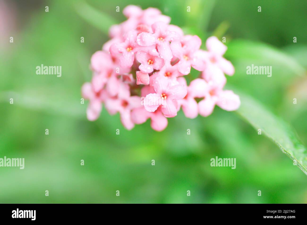 Panama Rose ,Arachnothryx leucophylla or RUBIACEAE or pink flower and ...