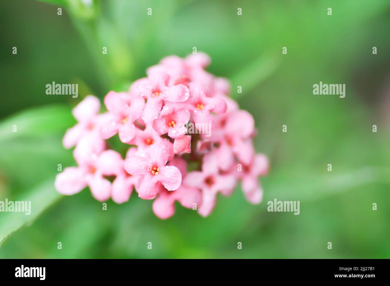 Panama Rose ,Arachnothryx leucophylla or RUBIACEAE or pink flower and ...