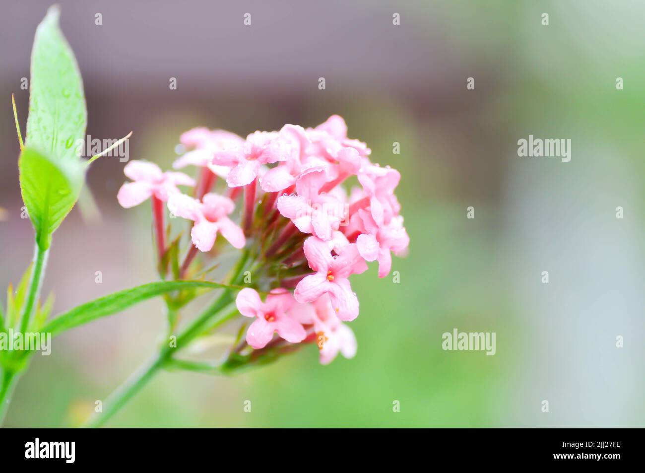 Panama Rose ,Arachnothryx leucophylla or RUBIACEAE or pink flower and ...