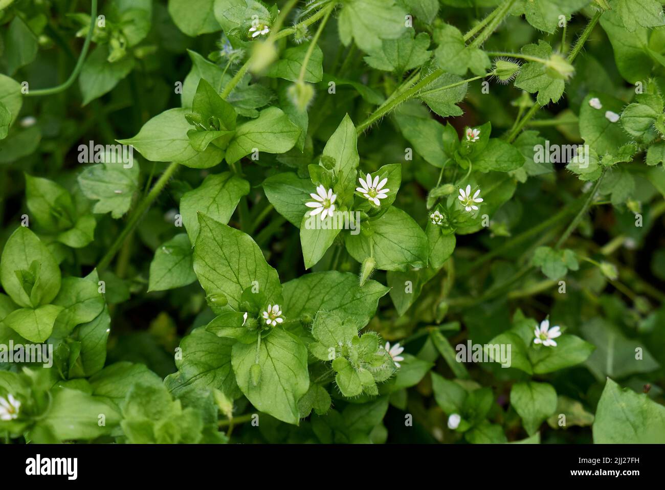 Stellaria media in bloom Stock Photo - Alamy