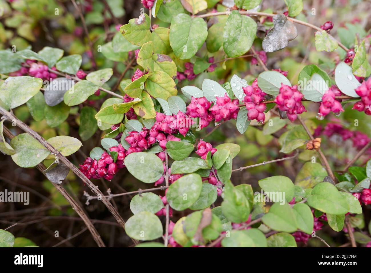 Coralberry symphoricarpos orbiculatus hi-res stock photography and ...