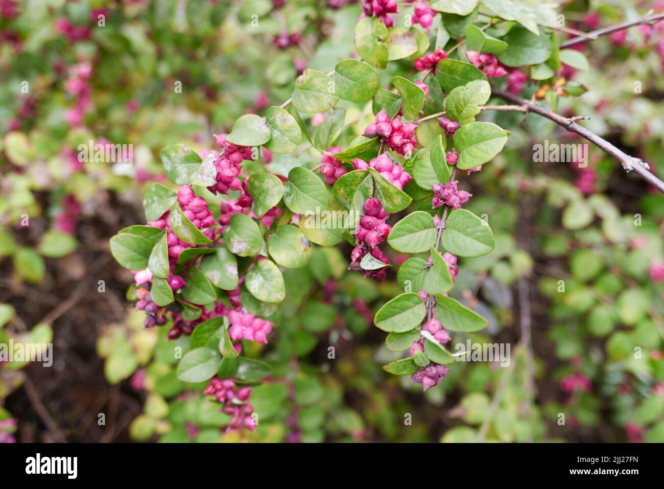 Symphoricarpos winter hi-res stock photography and images - Alamy