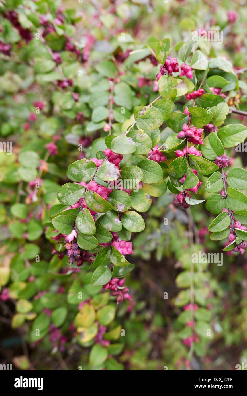 Symphoricarpos Orbiculatus Variegatus