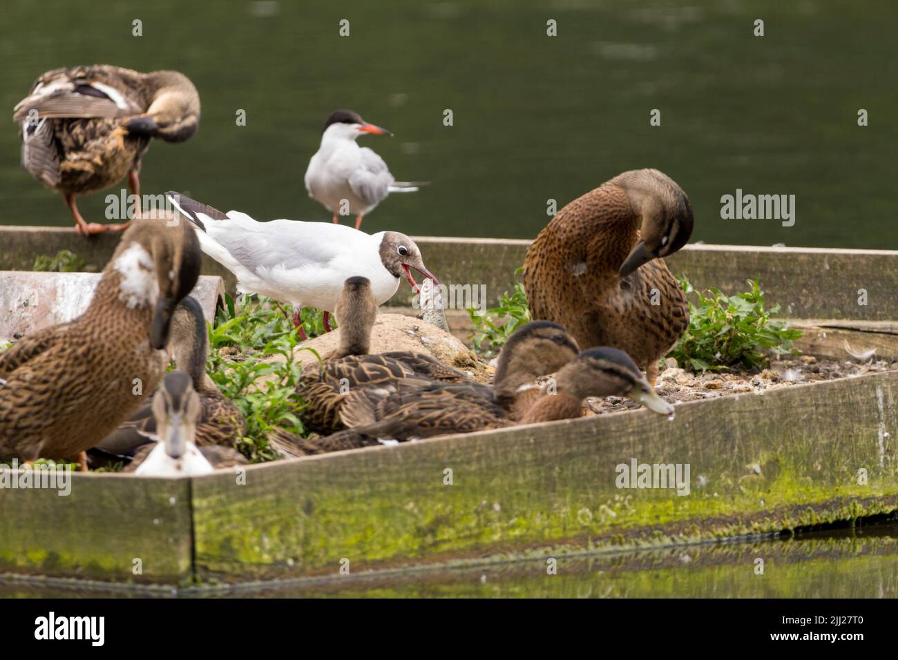 Black headed gull larus ridibundus eating a fish on moored island with ...