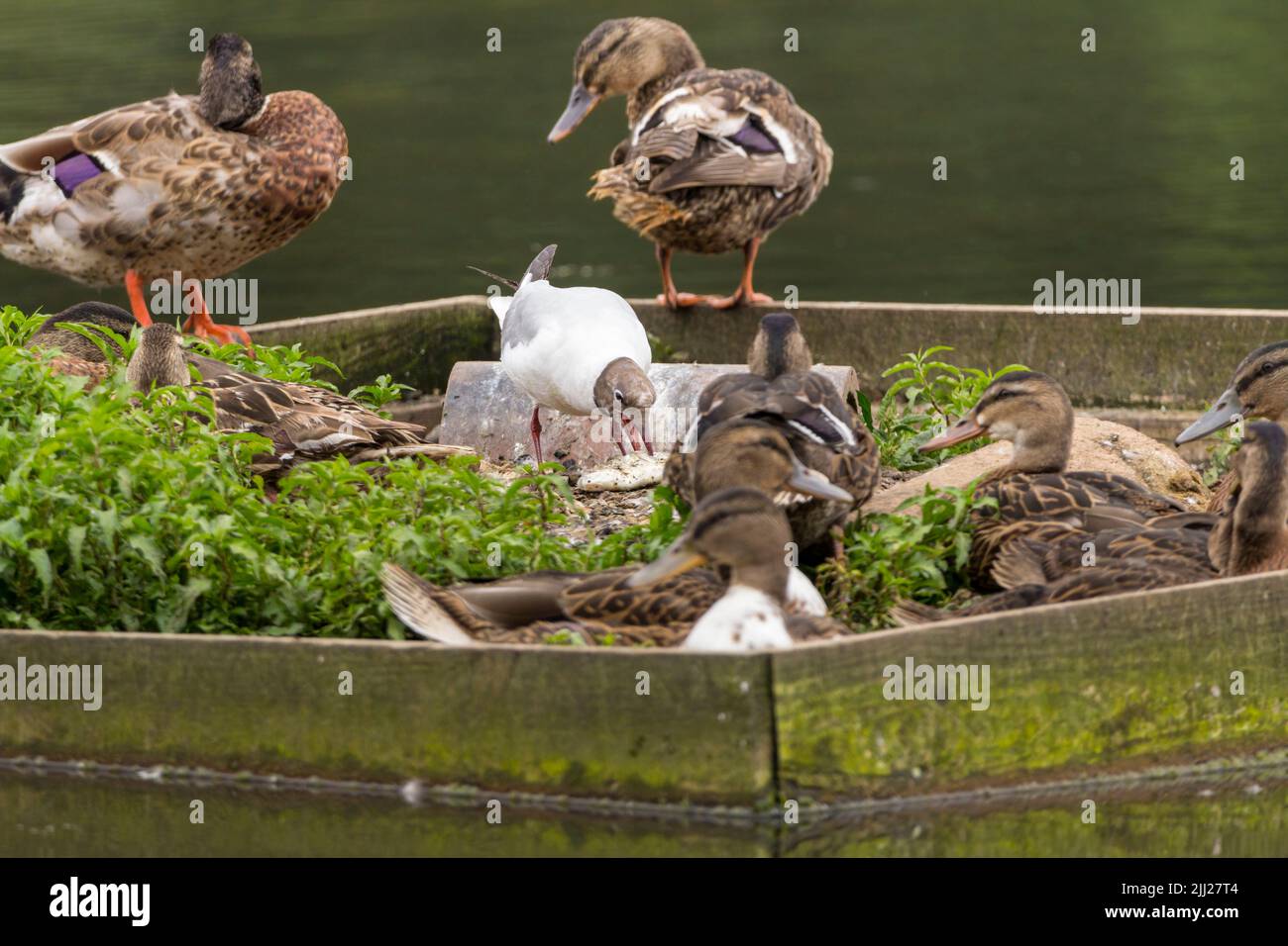 Fresh water fish being eaten by gull hi-res stock photography and ...