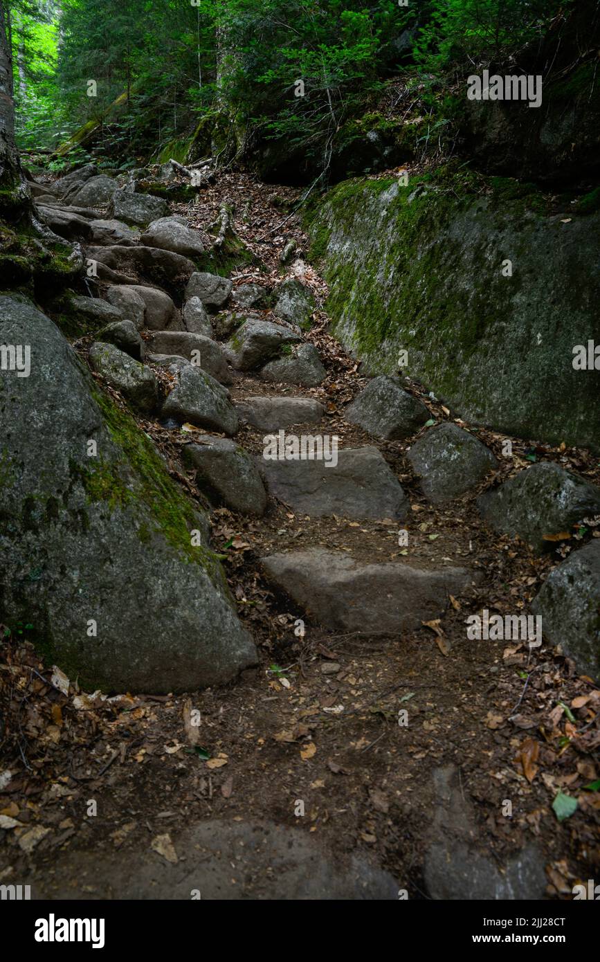 A stone path in a dense green forest in Adirondacks Stock Photo - Alamy