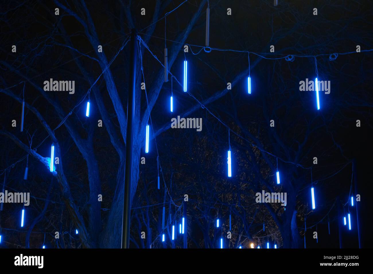 A view of illumined neon lights hanging from trees in a park at night ...
