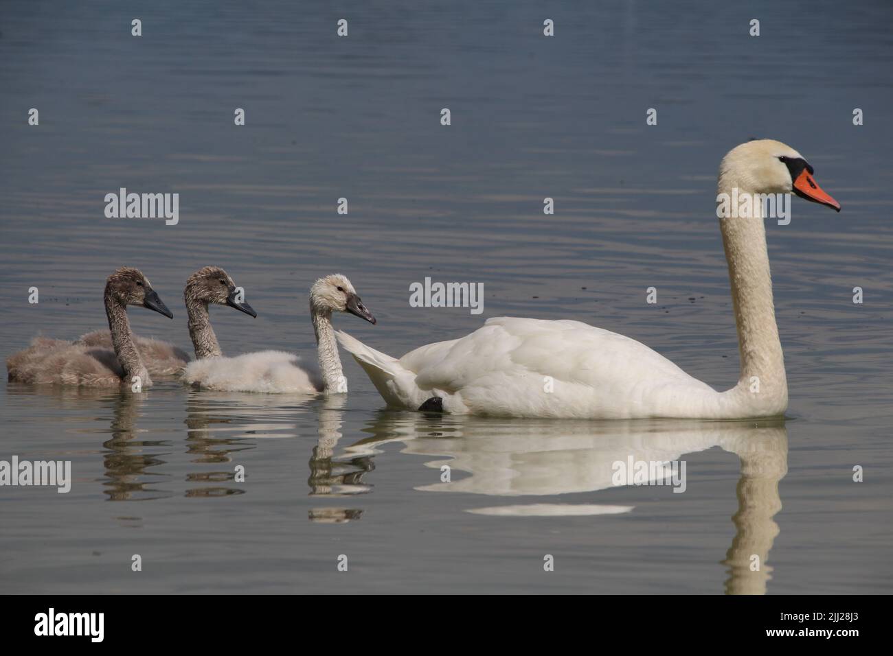 Swan family at lake of constance Stock Photo - Alamy