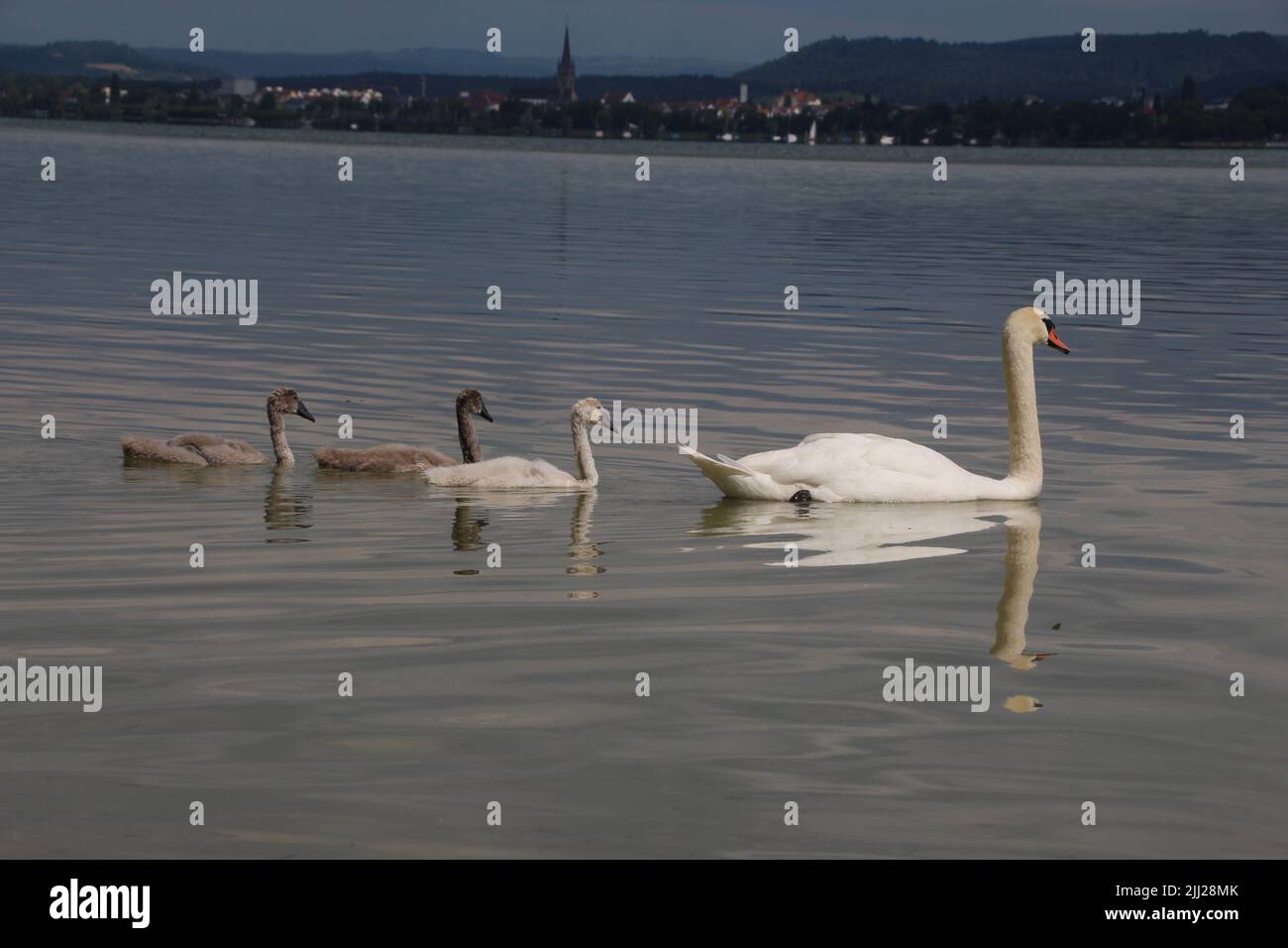 Swan family at lake of constance Stock Photo - Alamy