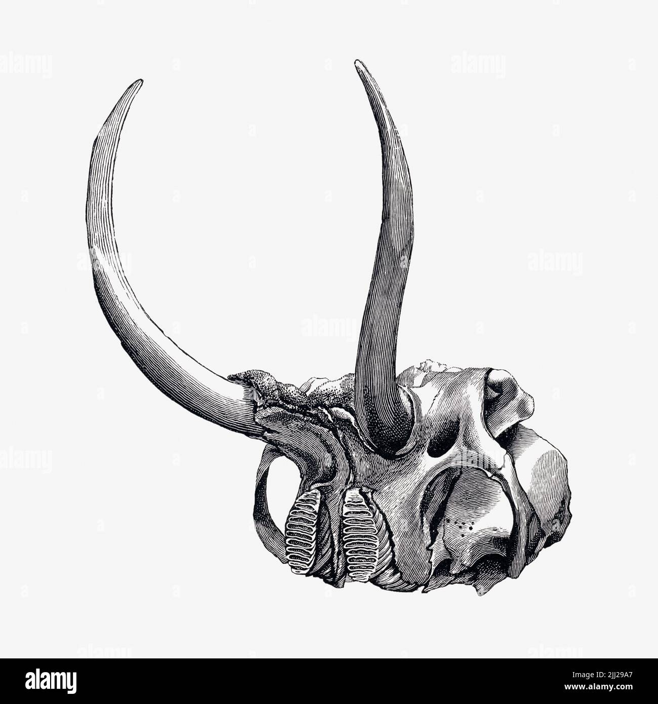 Dead elephant drawing hi-res stock photography and images - Alamy