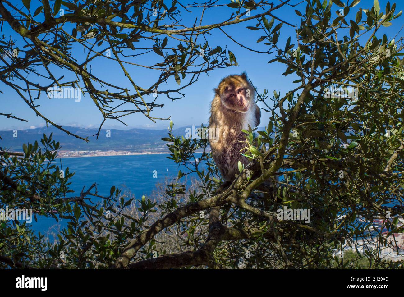 Gibraltar monkey ape on top of the rock Stock Photo - Alamy