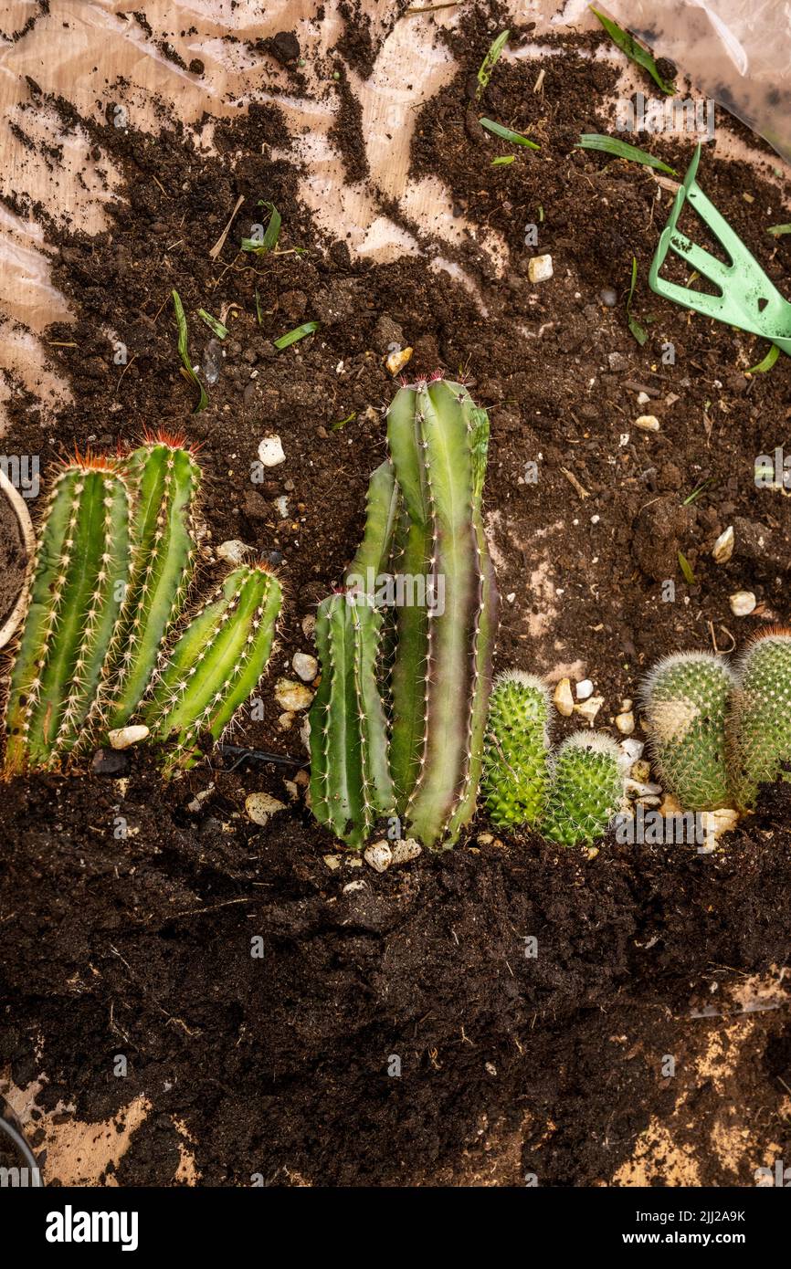 Cactus with its root balls ready to transplant into pots Stock Photo ...