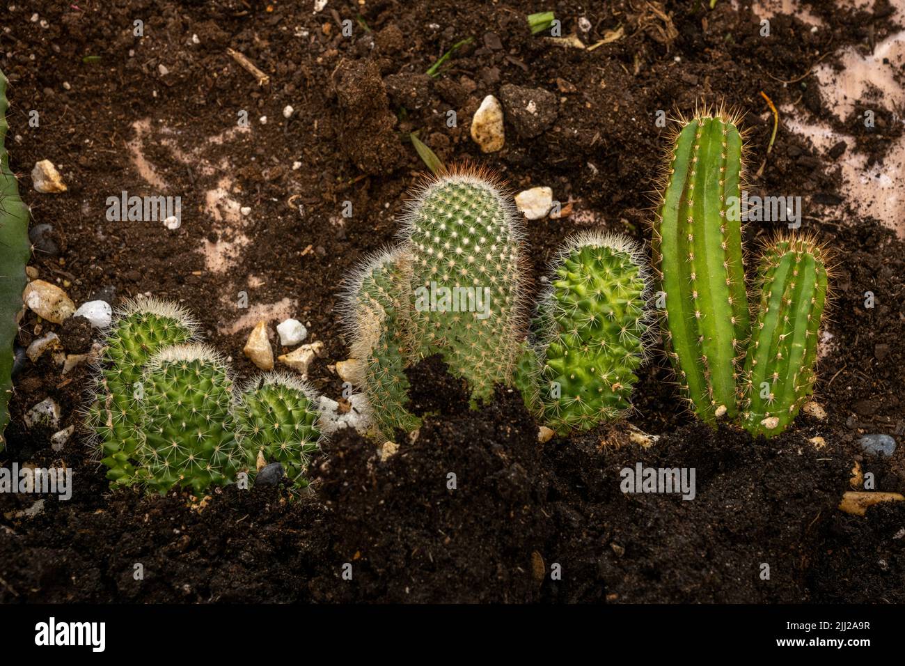 Various cacti on a plastic sheet with their root balls ready to be ...