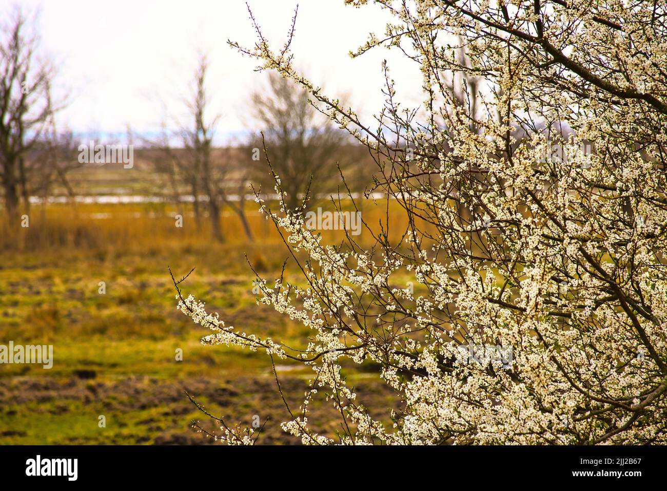 A cherry blossom in a sunny field Stock Photo - Alamy