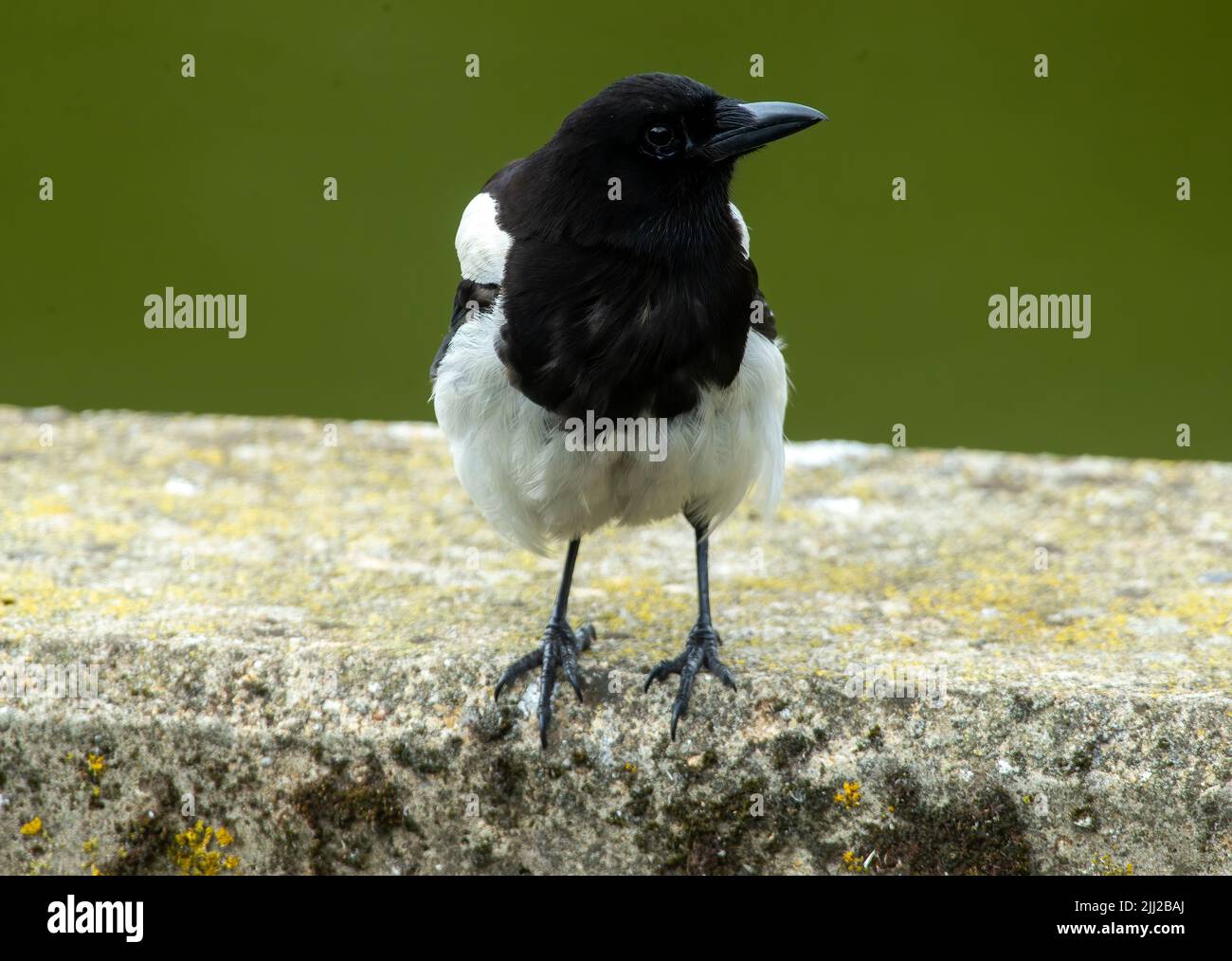 magpie sat on concrete wall Stock Photo - Alamy