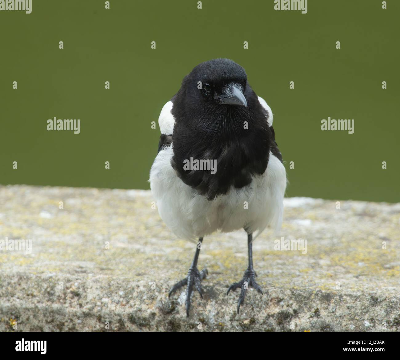 magpie sat on concrete wall Stock Photo - Alamy