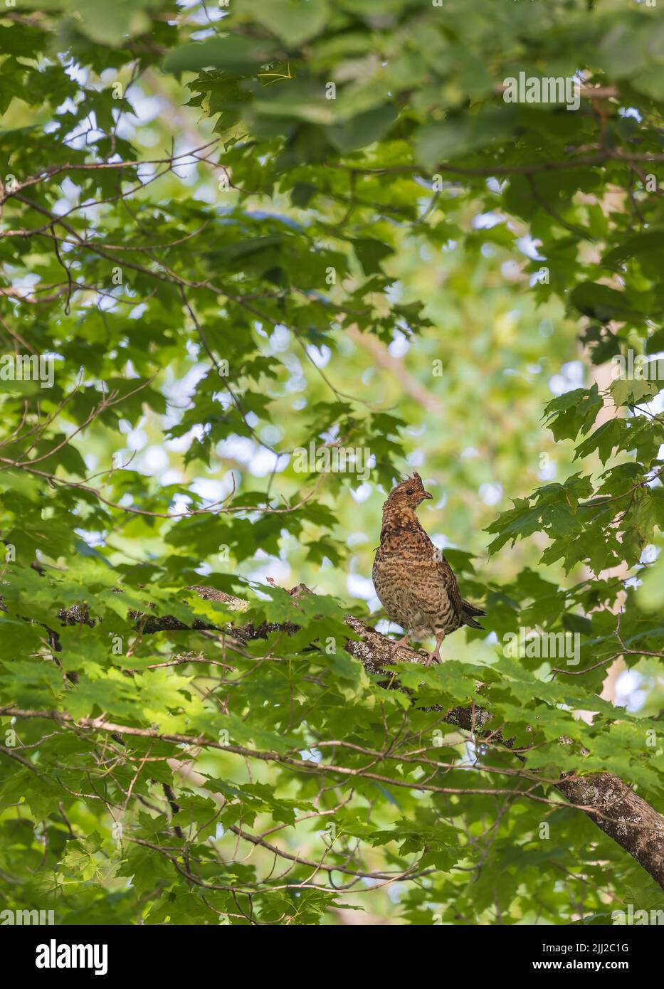 Ruffed grouse in northern Wisconsin Stock Photo - Alamy
