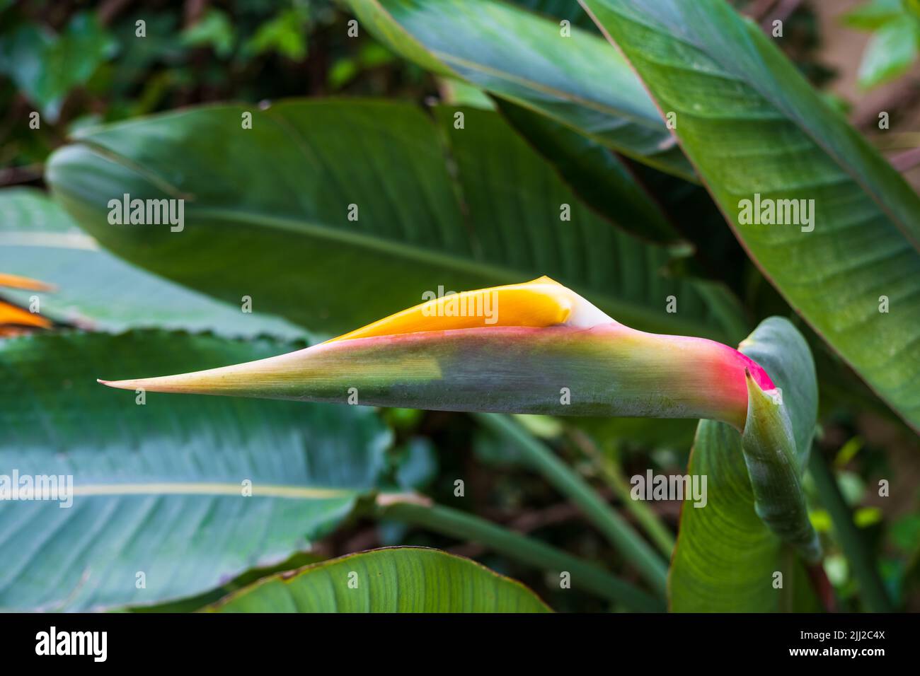 Strelitzia, bird of paradise, or crane lily, closed bud, close up ...