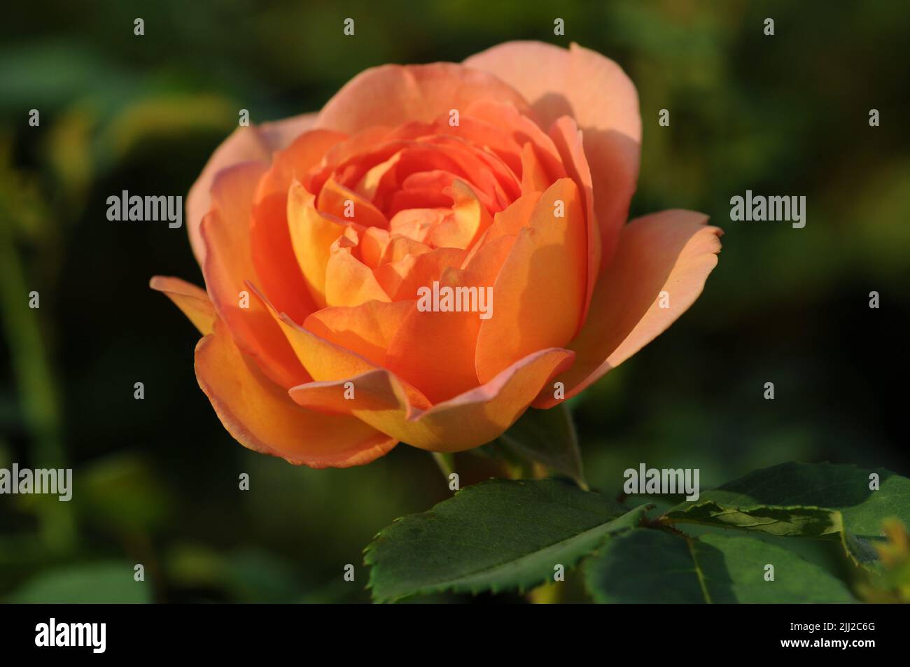 Burnt orange hi-res stock photography and images - Alamy