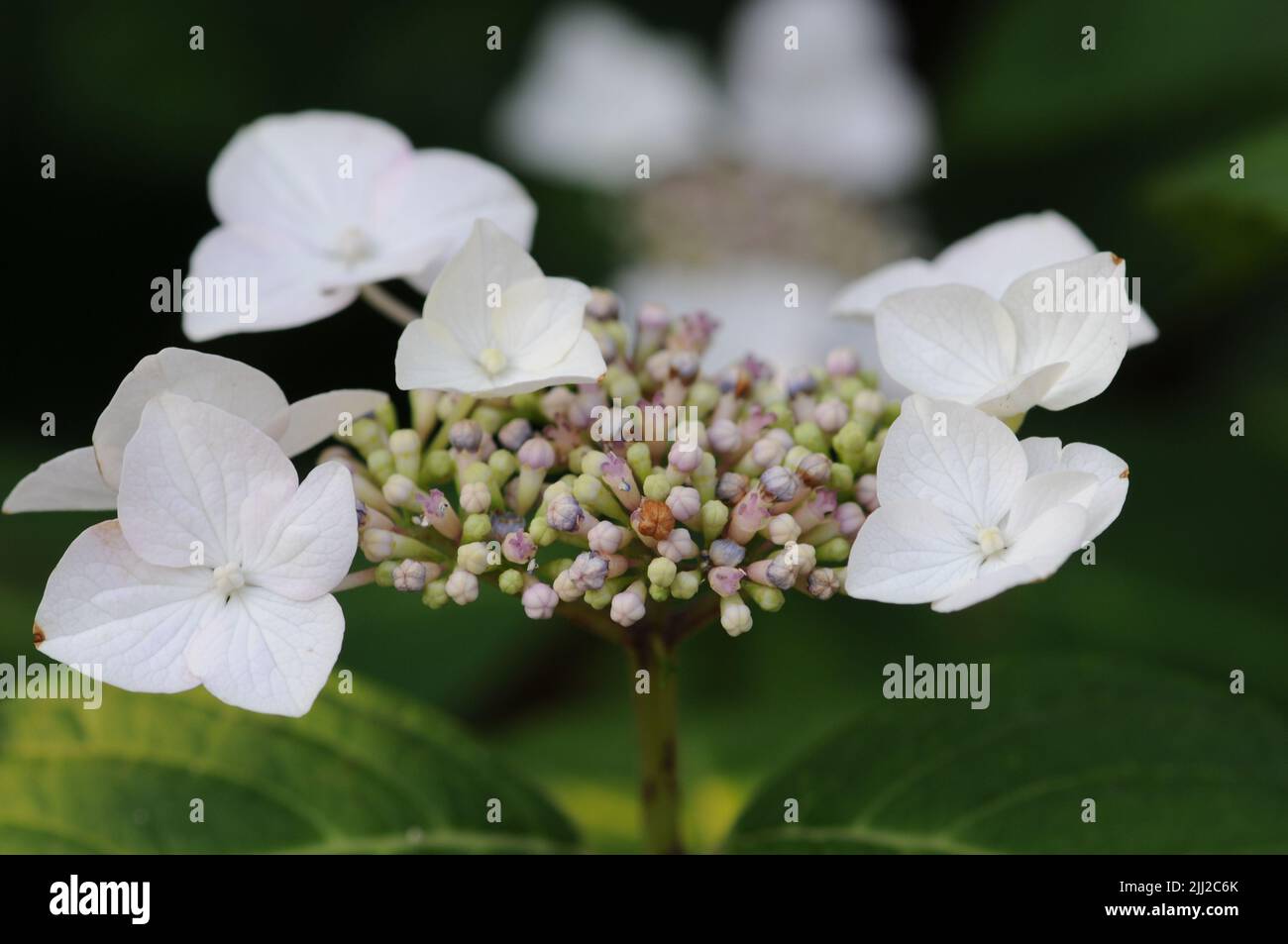 Delicate cluster white hydrangea hi-res stock photography and images ...