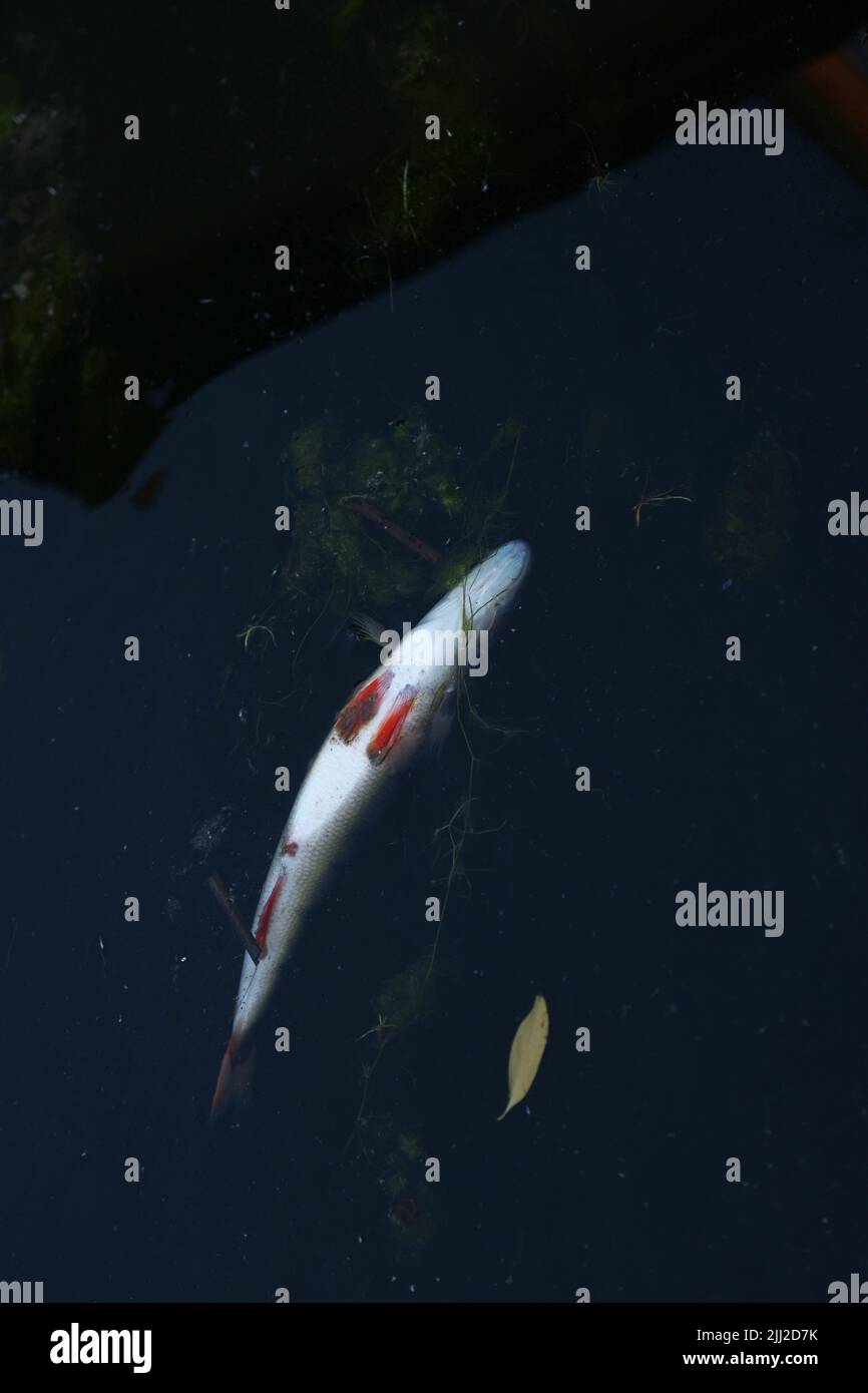 A dead fish in lake Vättern, Vadstena, Sweden Stock Photo - Alamy