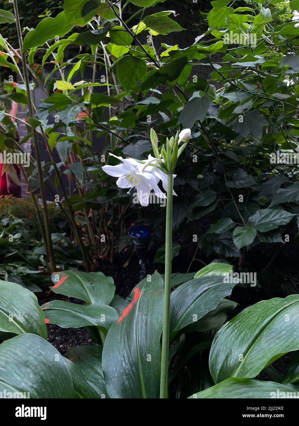 A vertical shot of Amazon lilies (Eucharis amazonica) growing in a ...
